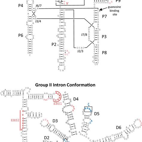 Structure Of A Group I Intron Conformation Top And Group II Intron Download Scientific