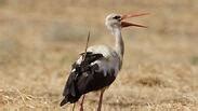 Stork With Hunters Arrow Jabbed Into It Flies Out Of Africa Over Israel