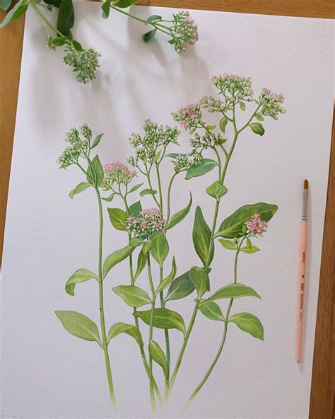 지난 토요일 포인세티아 사러 화원에 갔다가 간들간들 여리여리한 큰꿩의비름꽃을 보곤 덮석 집어왔네요~ 요정도 피었을때가 젤 이쁜거 같아요 불로초라고도 해요 싱그럽구나