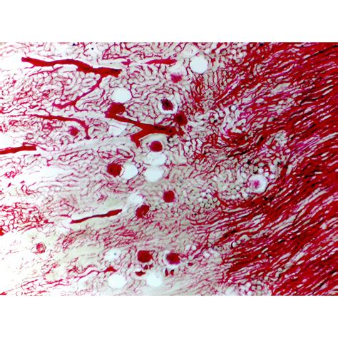 Histology Prepared Slides Prepared Slides Slides Microscopy