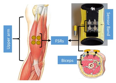 Sensor Band Working Principle And Its Placement On The Upper Arm Download Scientific Diagram