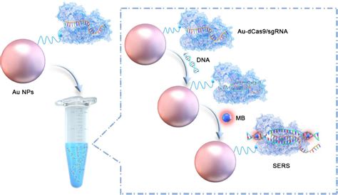 Binding Of Au Dcas9 Sgrna And Detection Of Target Gene Sequences By Sers Download Scientific