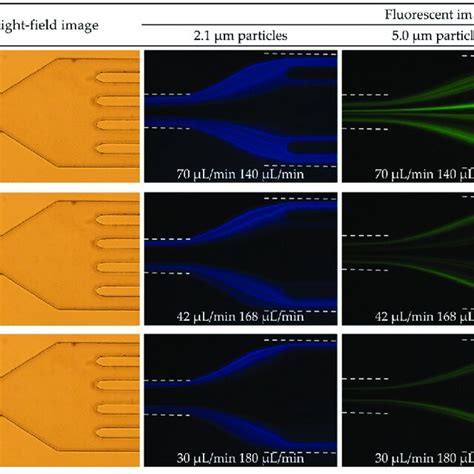 Particle Movement According To The Change In Flow Rate Ratio From 2 To Download Scientific