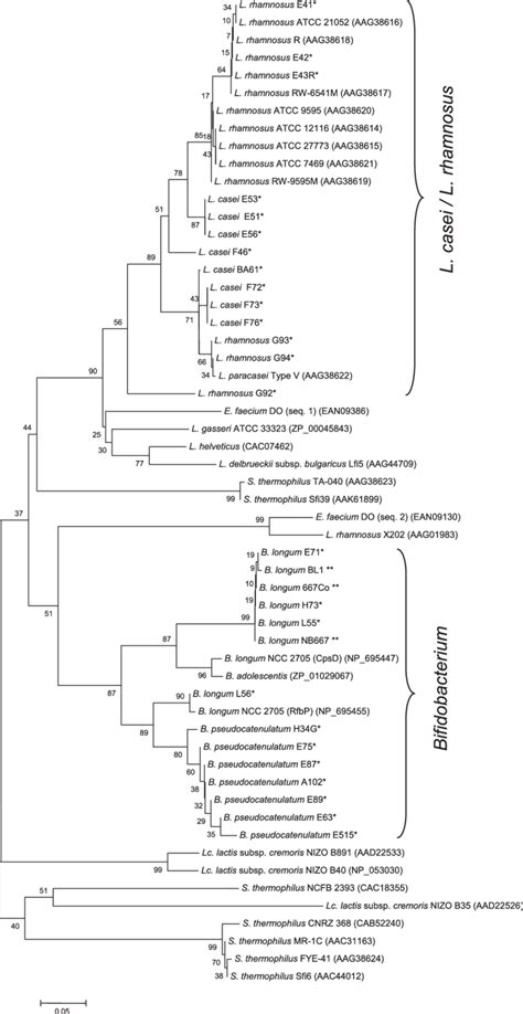 Phylogenetic Tree Of An Internal Fragment Close To The C Terminal Amino
