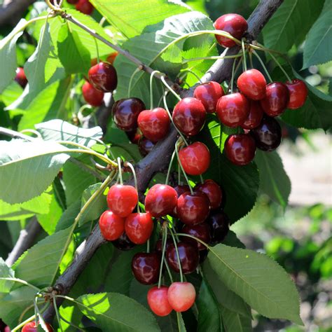 Bing Cherry Trees For Sale