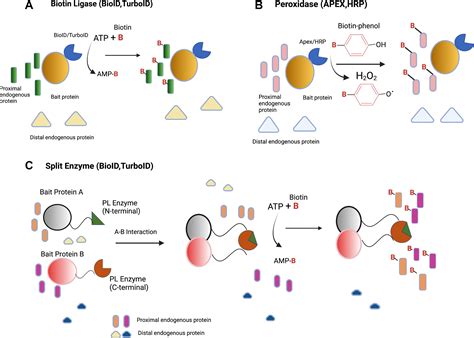 Deciphering Spatial Protein Protein Interactions In Brain Using