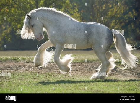 Red Mane Gypsy Varner