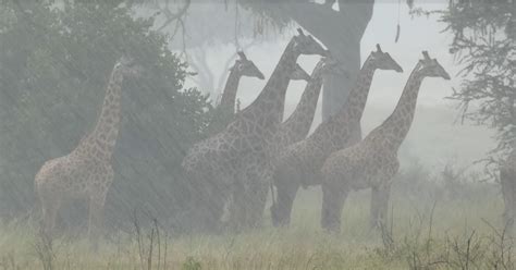 Giraffe Mating Gif