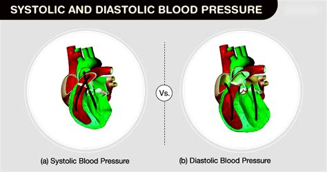 Difference Between Systolic And Diastolic Blood Pressure