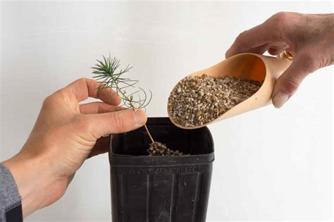 How To Create Exposed Root Pine Bonsai Bonsai Tonight