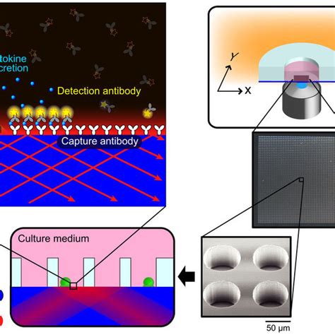 Concept Of The Real Time Single Cell Secretion Assay Platform The Download Scientific Diagram