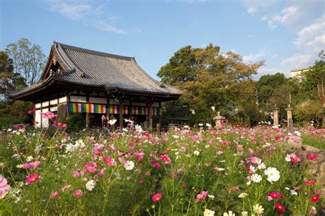 弥勒の道プロジェクト 般若寺コスモス花浄土