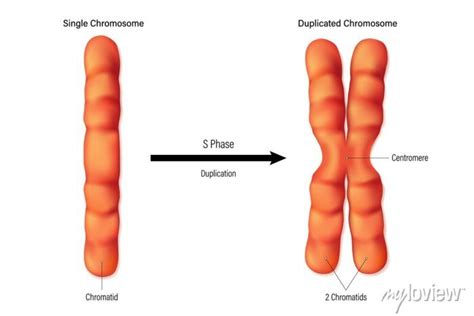 Structure Of Chromosome Vector Single And Duplicated Chromosome