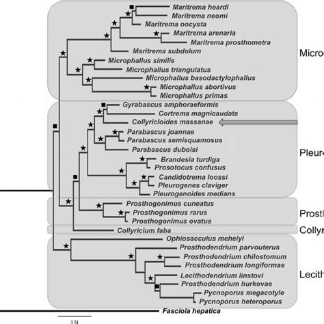 The Phylogram Resulting From Bayesian Analysis Of Partial Sequences Of Download Scientific