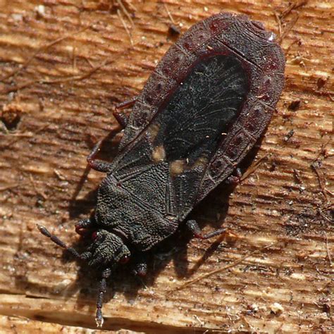 Flat Bug Neuroctenus Hopkinsi Bugguide Net