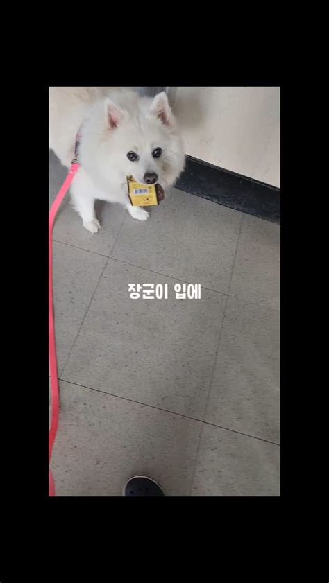 𝕤𝕡𝕚𝕥𝕫 𝕛𝕒𝕟𝕘𝕘𝕠𝕠𝕟 반려견순찰대 주말 일상 우리동네 지키미 짱구이 세상 귀여워 ️ 발대식 끝나고 너무 더워서 챙겨간 윰차에 아이스팩 넣고 윰차 순찰 돌기 😁