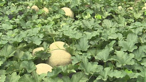 Cantaloupe Growing Youtube