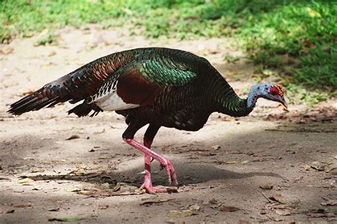 Ocellated Turkey Facts Range Habitat Diet Calls Pictures