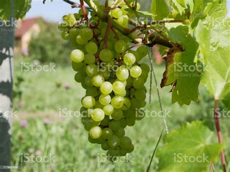 화창한 여름 날에 잔디 배경에 나뭇잎이있는 포도 나무에 잘 익은 녹색 포도 신선한 과일 천연 비타민 이 생태및 채식 음식 0명에 대한 스톡 사진 및 기타 이미지 Istock