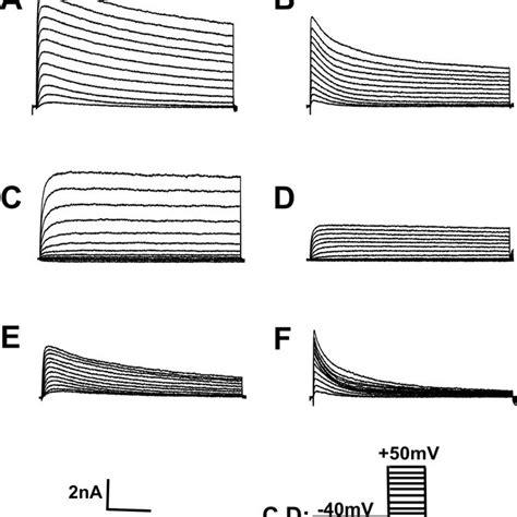 Representative Waveforms Of The Voltage Gated K Currents For A Control