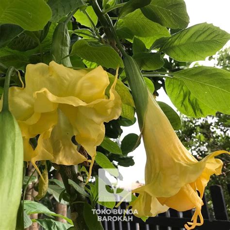 Detail Batang Pohon Png Koleksi Nomer 17