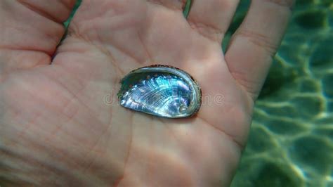 Seashell Of Green Ormer Or Ear Shell Haliotis Tuberculata On The Hand