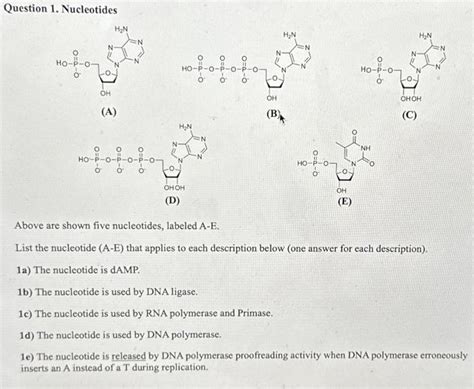Solved Question Nucleotides Above Are Shown Five Chegg
