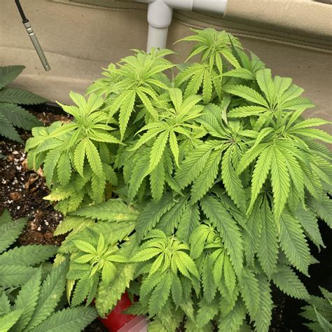 Why The Lighter Color Rmicrogrowery