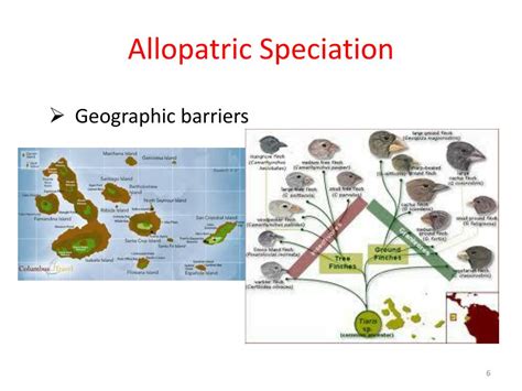 Ppt Macroevolution Speciation Powerpoint Presentation Free Download Id 3803996