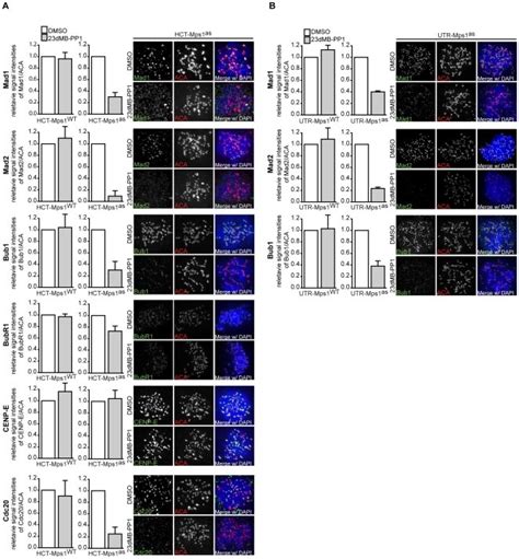 A B Immunolocalization Of Mad1 Mad2 Bub1 Bubr1 Cenp E Cdc20 And