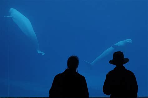Marineland Euthanizes Seven Year Old Beluga Whale After Medical Struggles