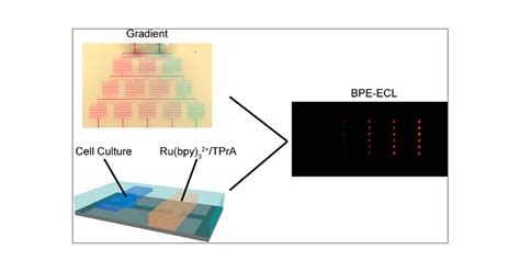 Microfluidic Gradient Culture Arrays For Cell Pro Oxidation Analysis