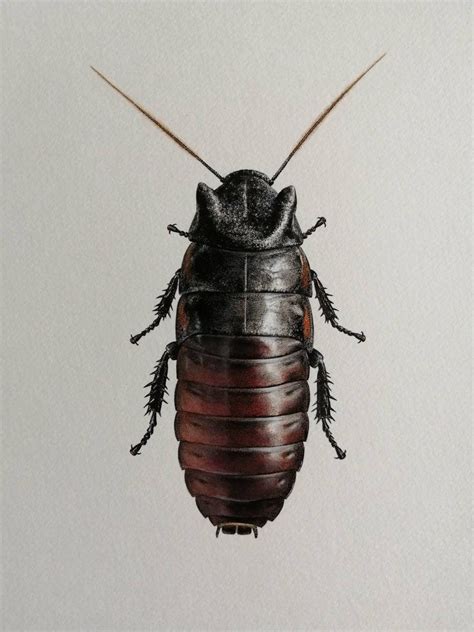 Gromphadorhina Oblongonota Wide Horn Hissing Cockroach A4 Size Limi