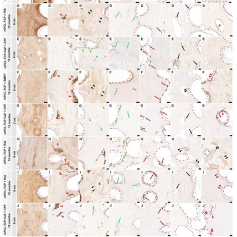 Pdf Histological And Immunohistochemical Characterization Of