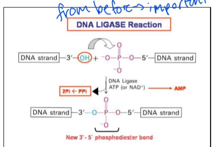 Lecture Recombinant DNA Technology Flashcards Quizlet