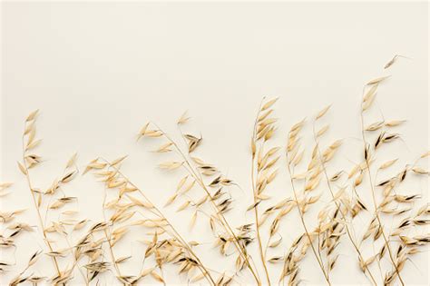시리얼 작물의 상단보기 귀 베이지 색 배경에 귀리 곡물 작물 복사 공간 테이블에 귀리의 귀 최소한의 정물 수확 개념 유기 식물이