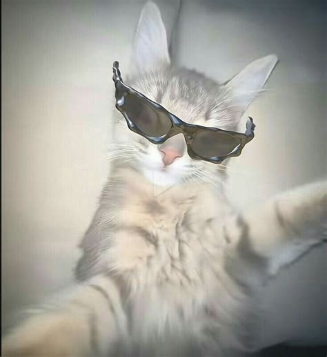 ︻デι¢σηѕ══━一 Anime Discord Pfp Cat Memes Funny Cats Pretty Cats