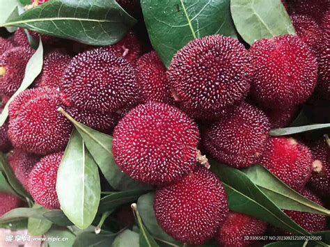 杨梅摄影图 图片素材 其他 摄影图库 昵图网