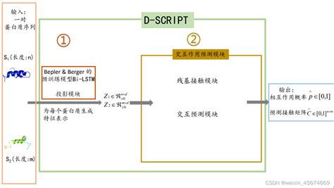 D Script模型——基于蛋白质序列的蛋白交互预测模型 Csdn博客