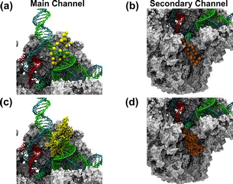 Rna Polymerase Ii Structure