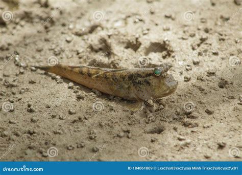 Mudskipper Mudskippers Common In Can Gio Coastal Area Vietnam Stock Image