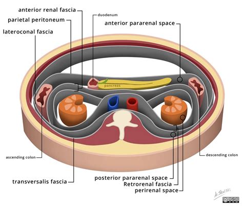 Retroperitoneum Illustration 1 Nephropocus