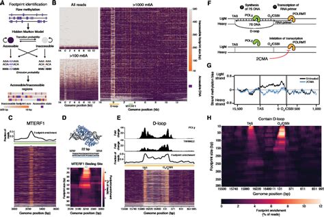 Accessibility Patterns Reveal The Mtdna Architecture A Schematic Of Download Scientific