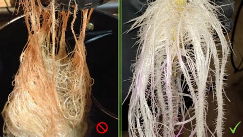 How To Fix Root Rot In Plants Resources Hygrozyme Products