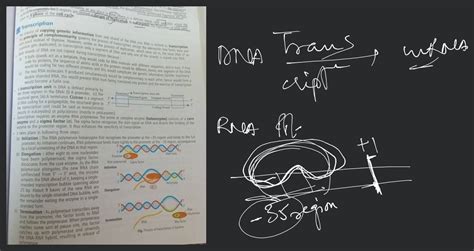 Ne Principle Of Complementarity Governs The Process Of Transcription Exc