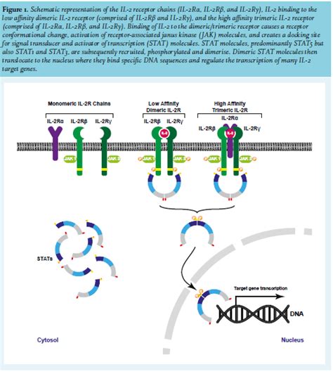 Article Clinical Significance Of Soluble Interleukin 2 Receptor
