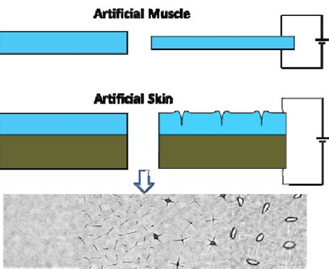 Substrate Bonded Dielectric Elastomer Using Eap As Artificial Muscle To Download Scientific