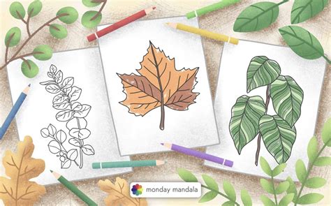 Types Of Leaves With Names And Pictures Pdf Download