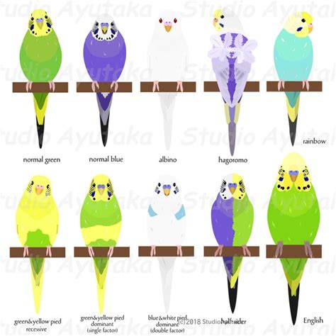 Parakeet Color Chart