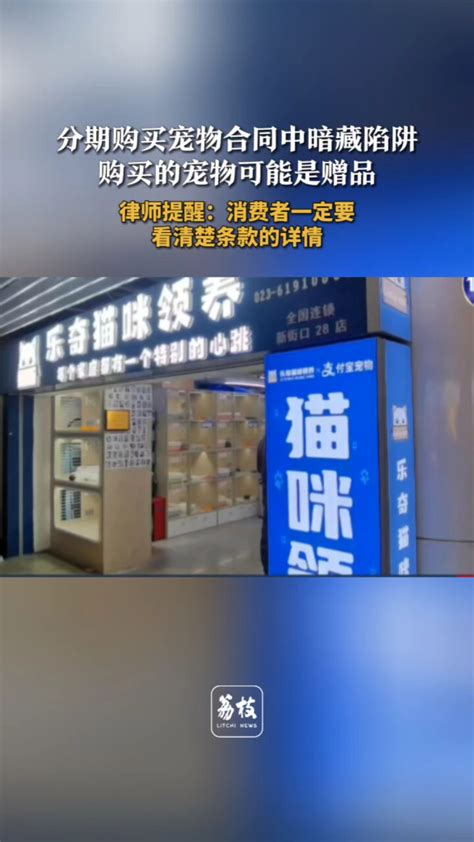 分期购买宠物合同中暗藏陷阱 购买的宠物可能是赠品 律师提醒：消费者一定要看清楚条款的详情 腾讯新闻